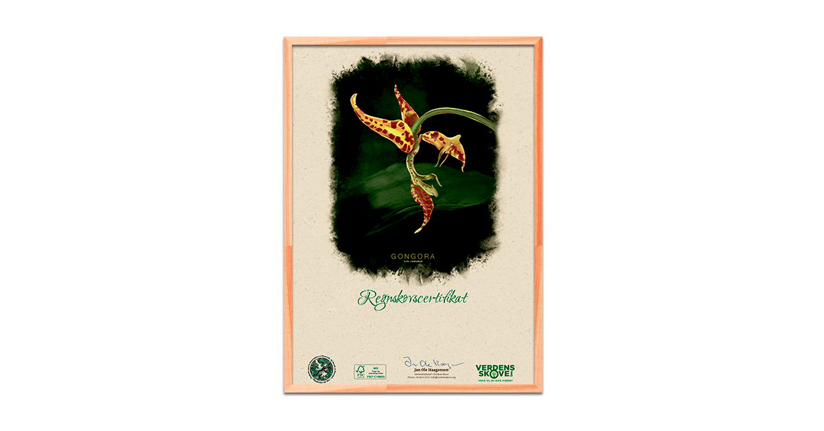 Regnskovscertifikat - Langhornet ugle af Carl Christian Tofte